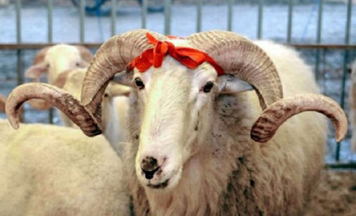 Heyvan kəsiminə nəzarət gücləndiriləcək - VİDEO