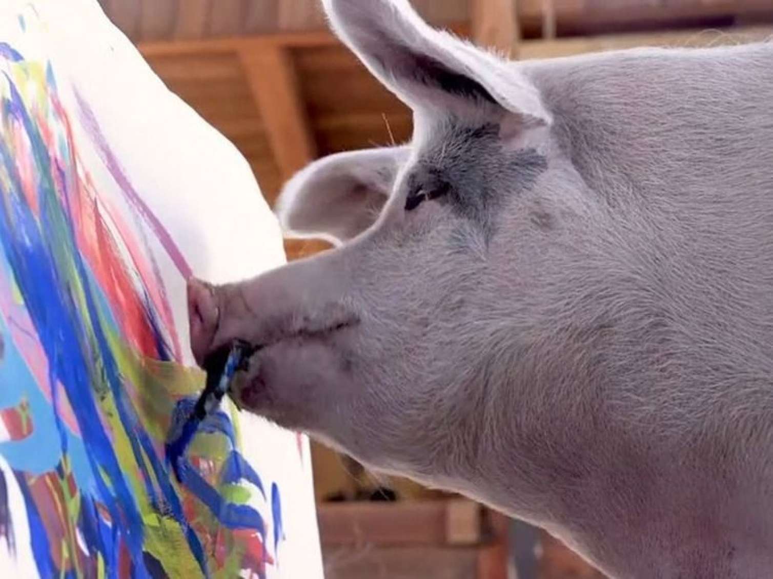 Çəkdiyi rəsm 1 milyona satılan donuz öldü - FOTO